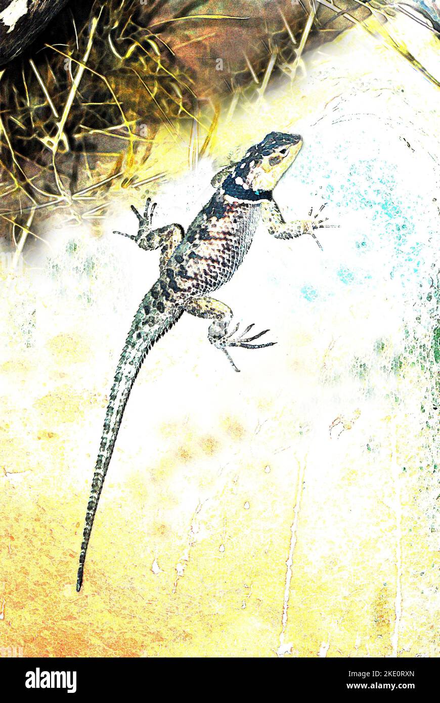 Art illustration of a blue spiny lizard (Sceloporus cyanogenys), also known as the bluechinned ...