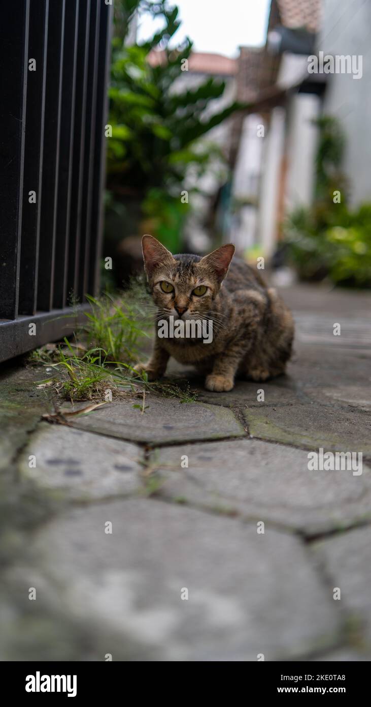 A vertical shot of a small stray tabby cat ready to pounce on a road ...