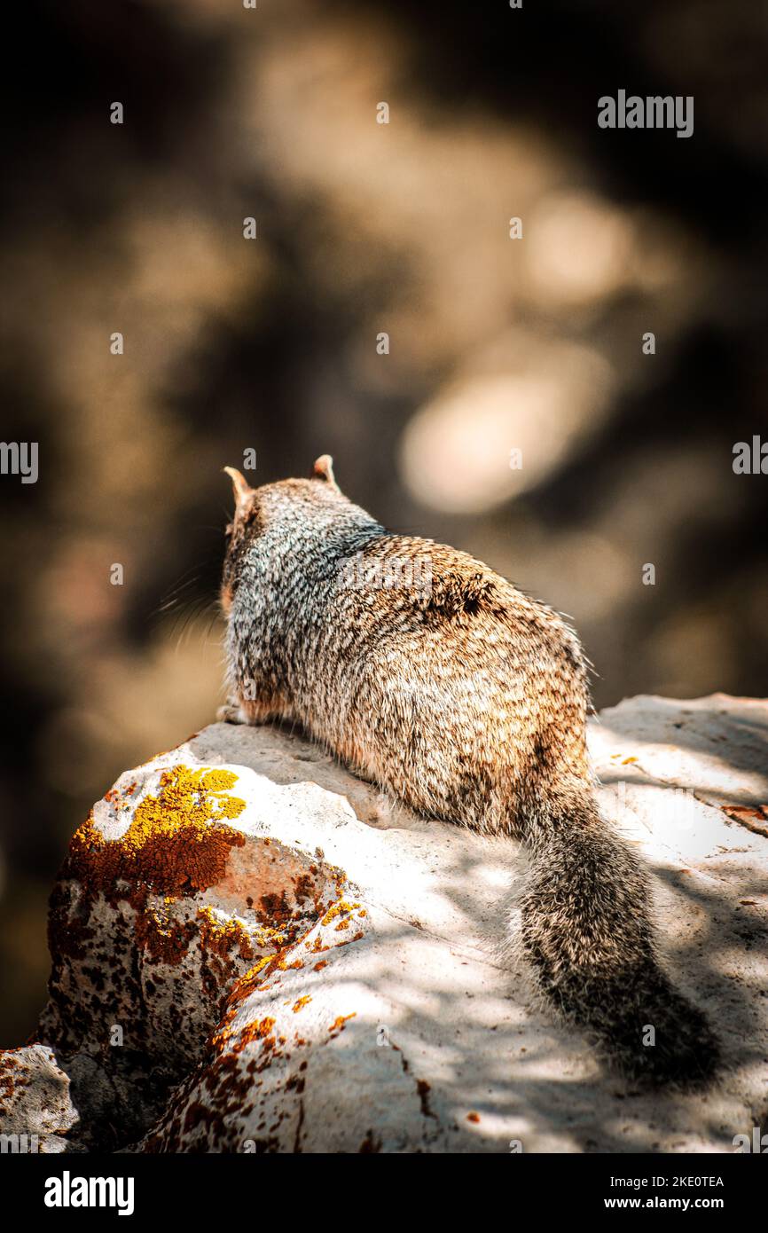 A back view of adorable Grand Canyon peering over the edge of a rock ...