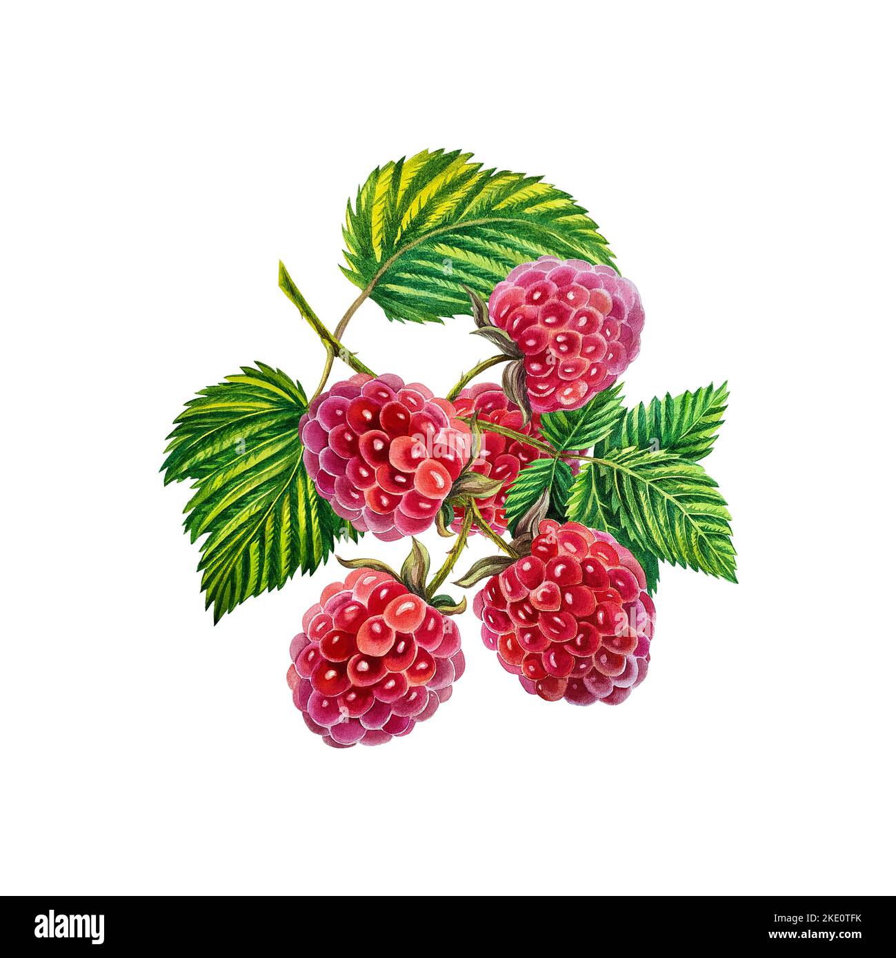 Raspberry. A branch of ripe raspberries with berries and leaves ...