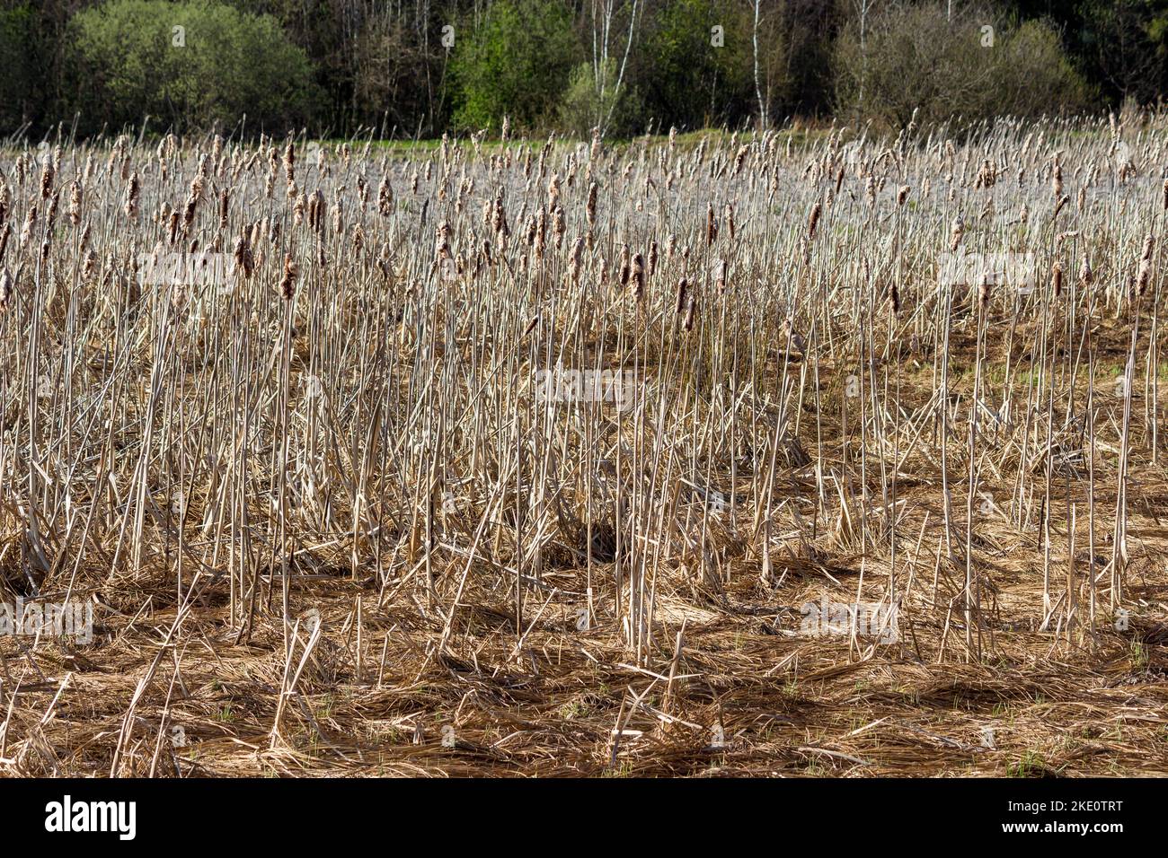 Dry plant Cattail or Typha growing in a marshy area Stock Photo - Alamy