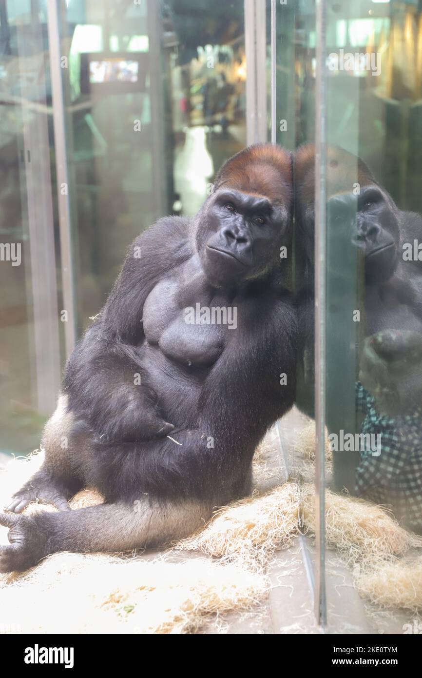 relaxing gorilla at the zoo Stock Photo - Alamy