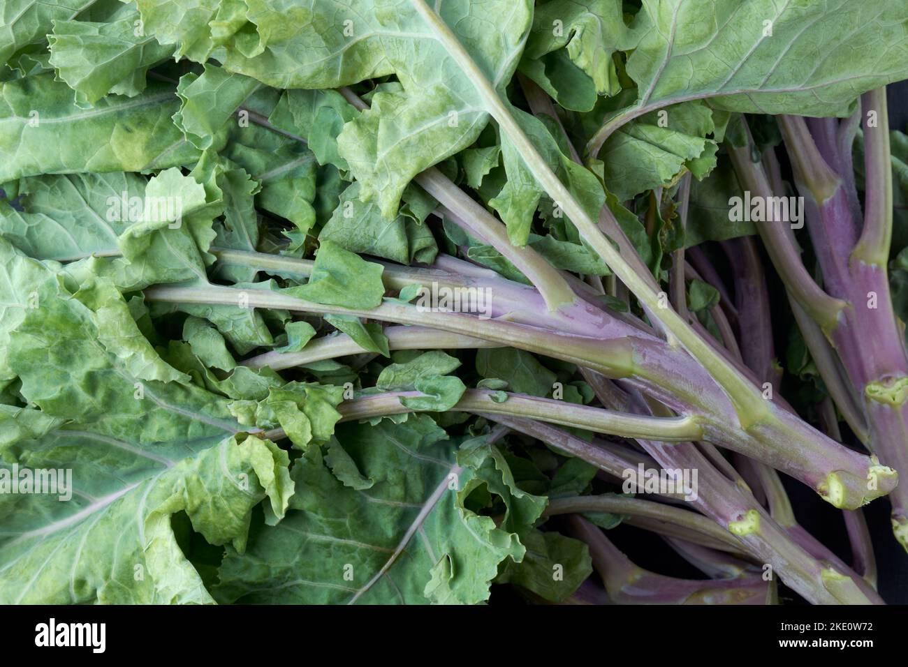 close-up of kale or leaf cabbage, green edible leaves in full frame ...