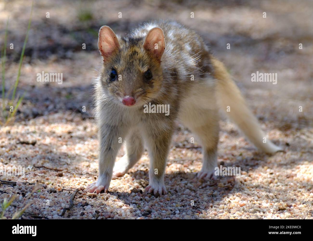 A closeup shot of a small bronze quoll walking around in a forest Stock ...
