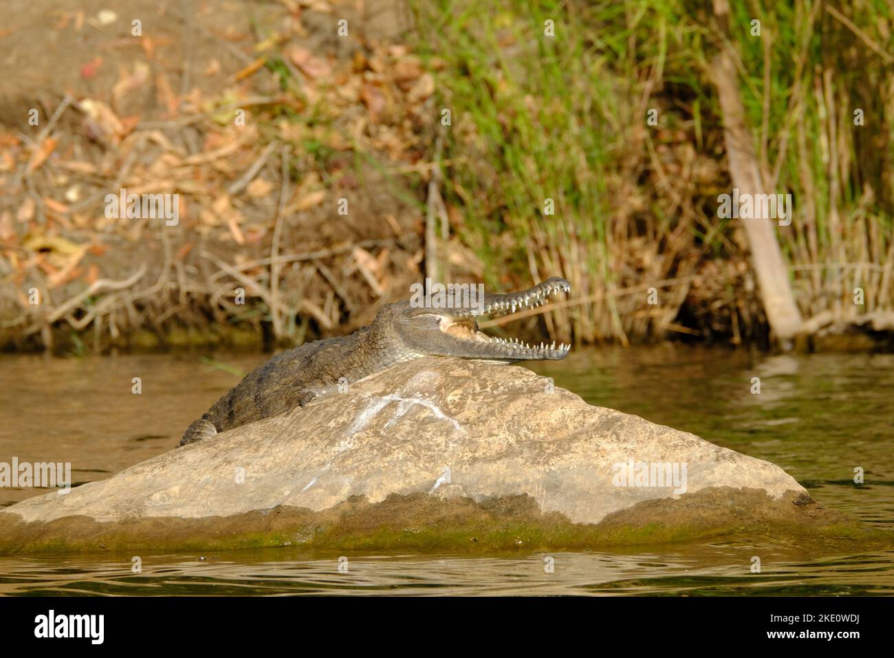 A large alligator with an open mouth laying on a rock in a pond Stock ...