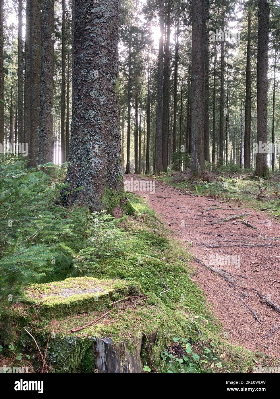 A vertical shot of a walking path in a forest with tall wooden trees in ...