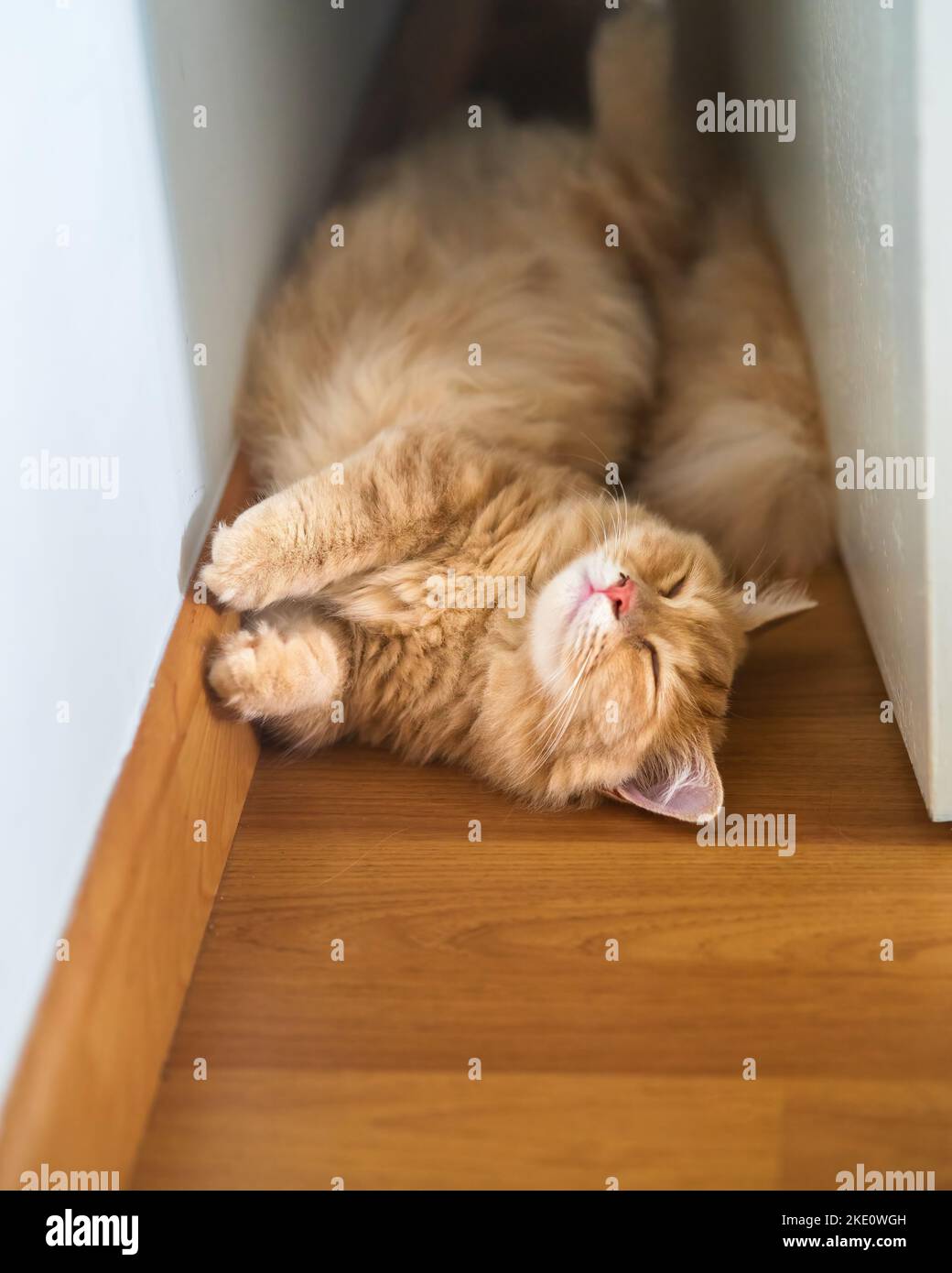 Munchkin longhair hi-res stock photography and images - Alamy