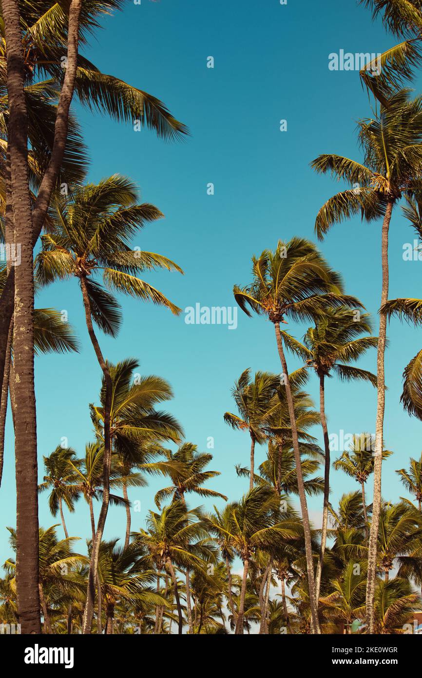 A vertical shot of the palm trees on the background of the bright blue ...