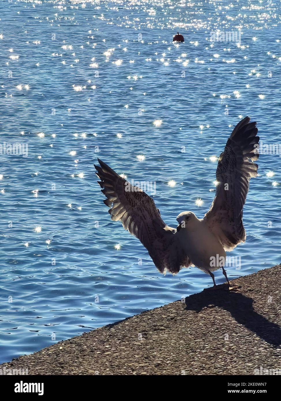 The vertical view of a gull landing on the waterside fence Stock Photo - Alamy