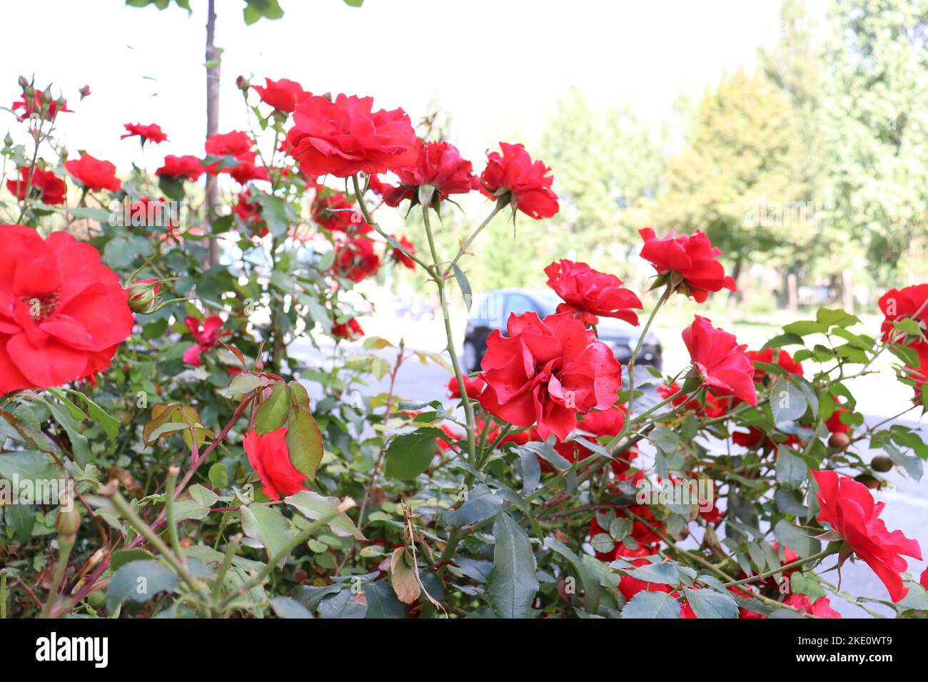 The close-up view of Rosa "Queen Elizabeth" flowers growing with green ...
