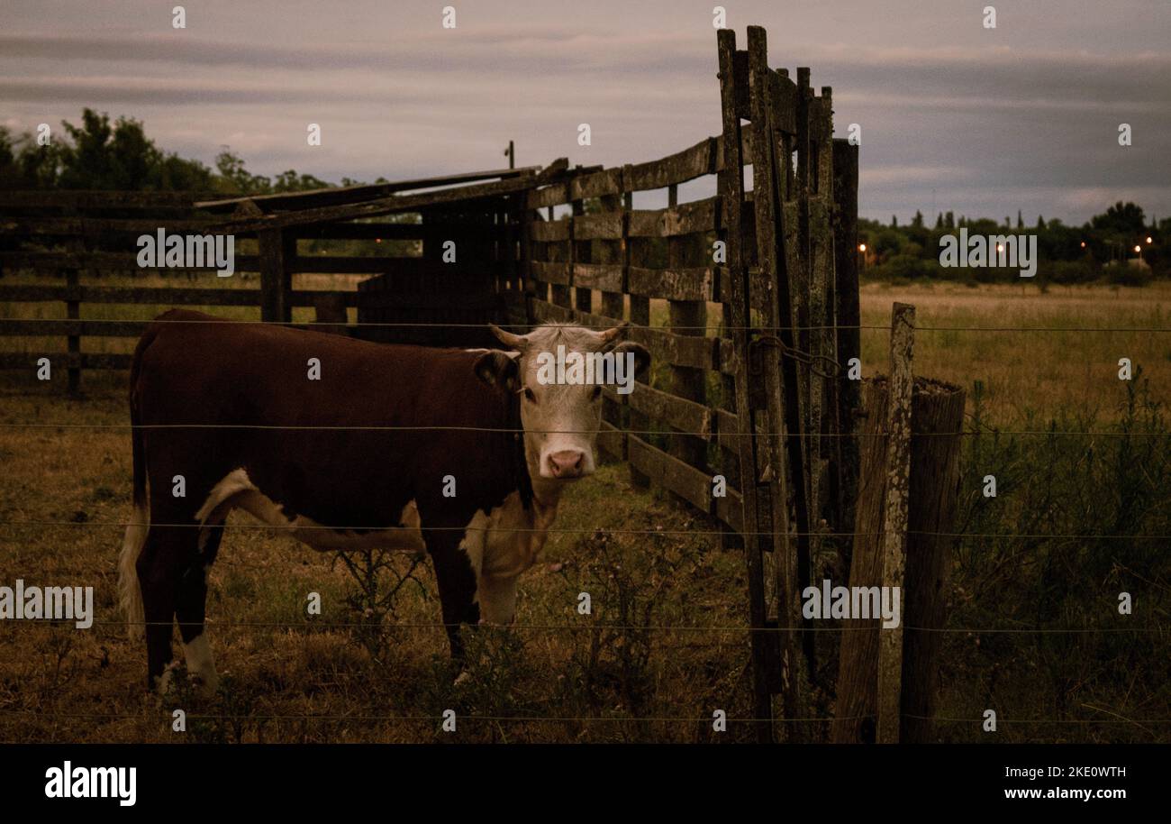 A Hereford cattle in the field looking around Stock Photo - Alamy