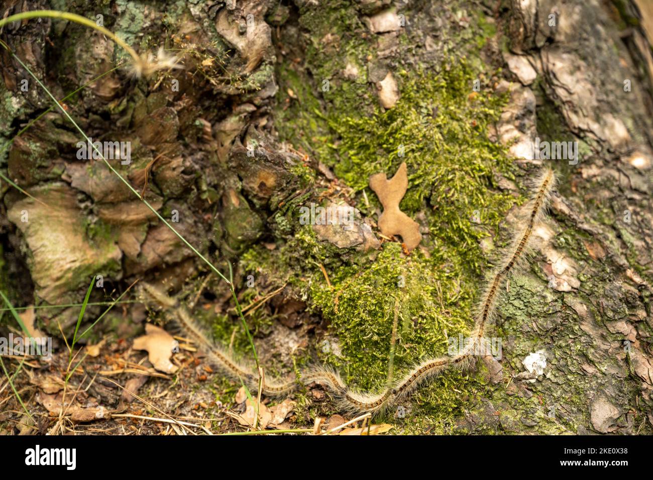 Hairy centipede hi-res stock photography and images - Alamy