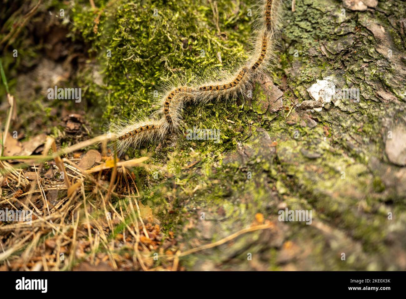 Hairy centipede hi-res stock photography and images - Alamy