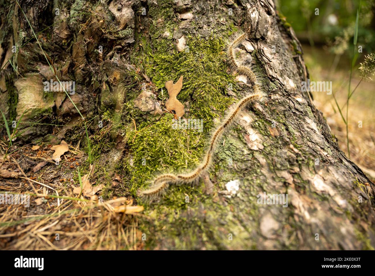 Hairy centipede hi-res stock photography and images - Alamy