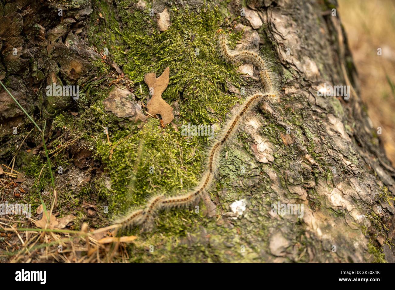 Hairy centipede hi-res stock photography and images - Alamy