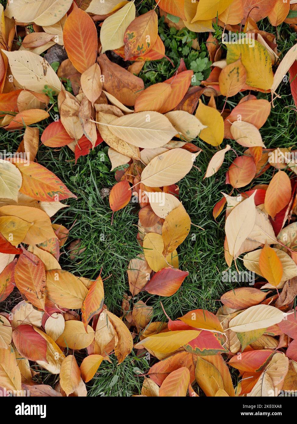 A vertical top view of fallen colorful autumn leaves on the ground in ...
