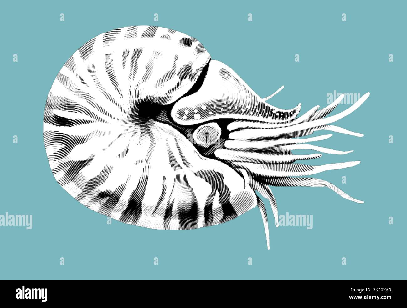 Engraving by Nautilus. A realistic illustration of the nautilus Stock ...