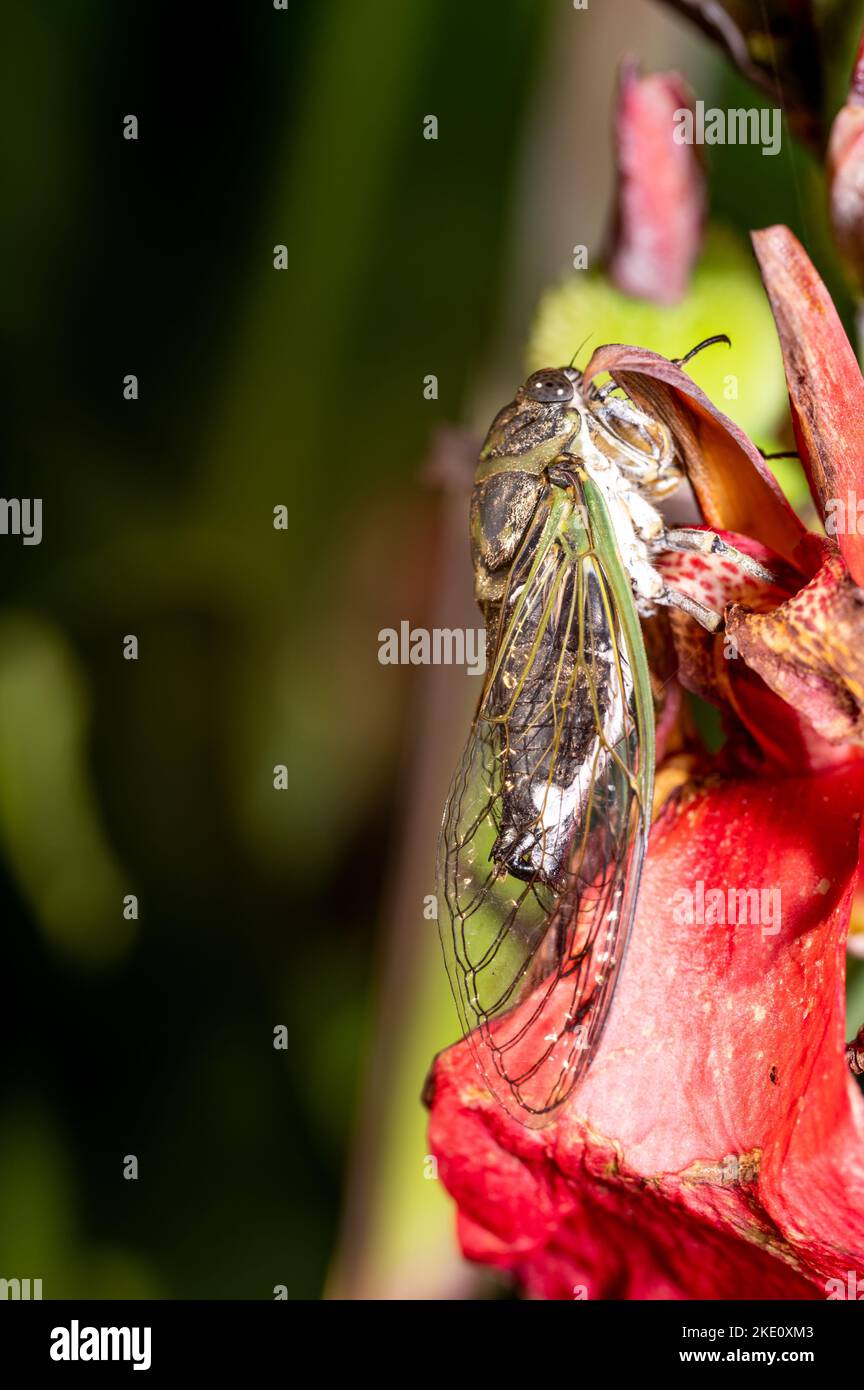 A closeup of a cicadas insect on a plant Stock Photo - Alamy