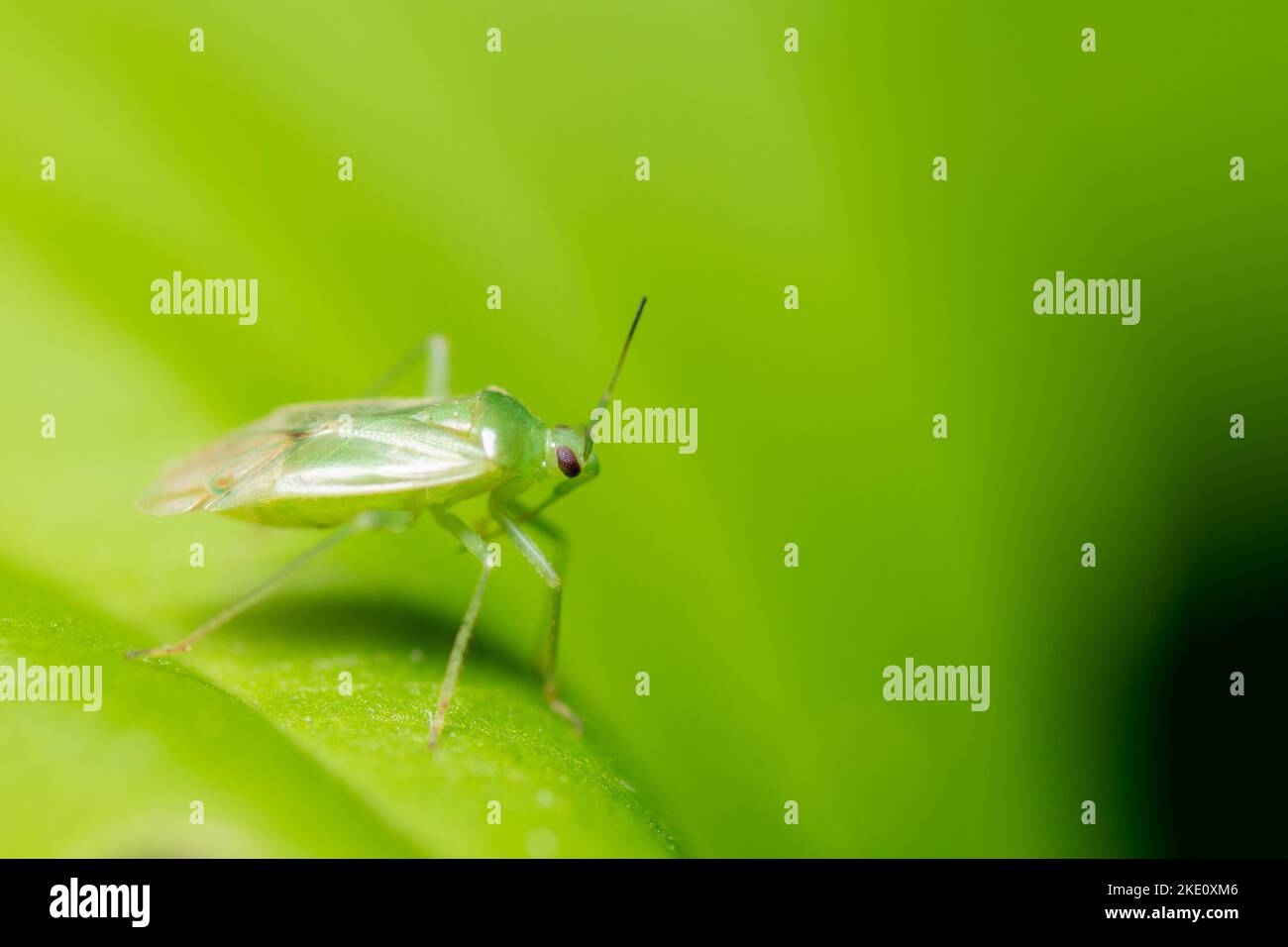 A closeup of an orthotylus insect on a green leaf Stock Photo - Alamy