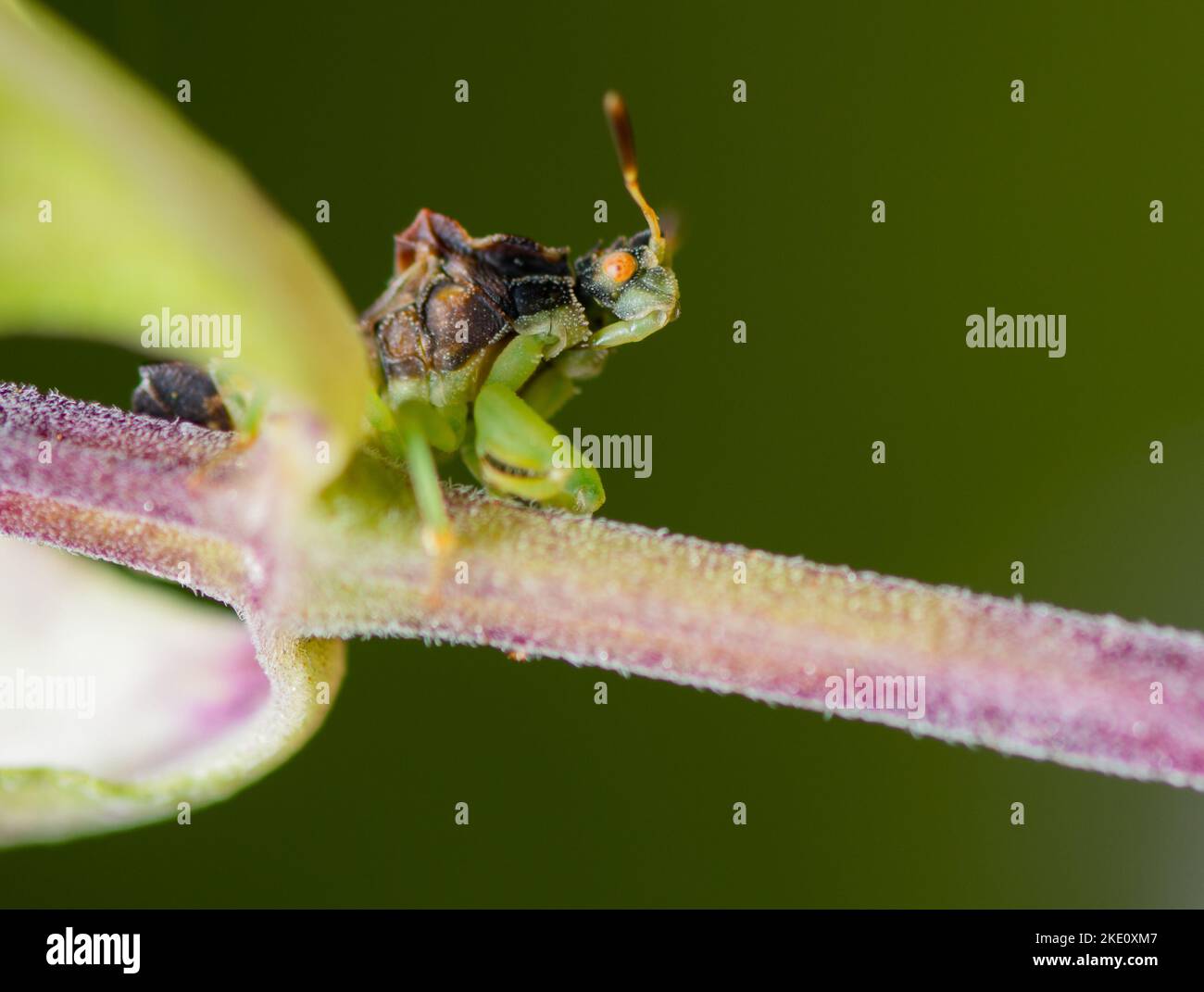 A closeup of an ambush bug on a plant Stock Photo - Alamy