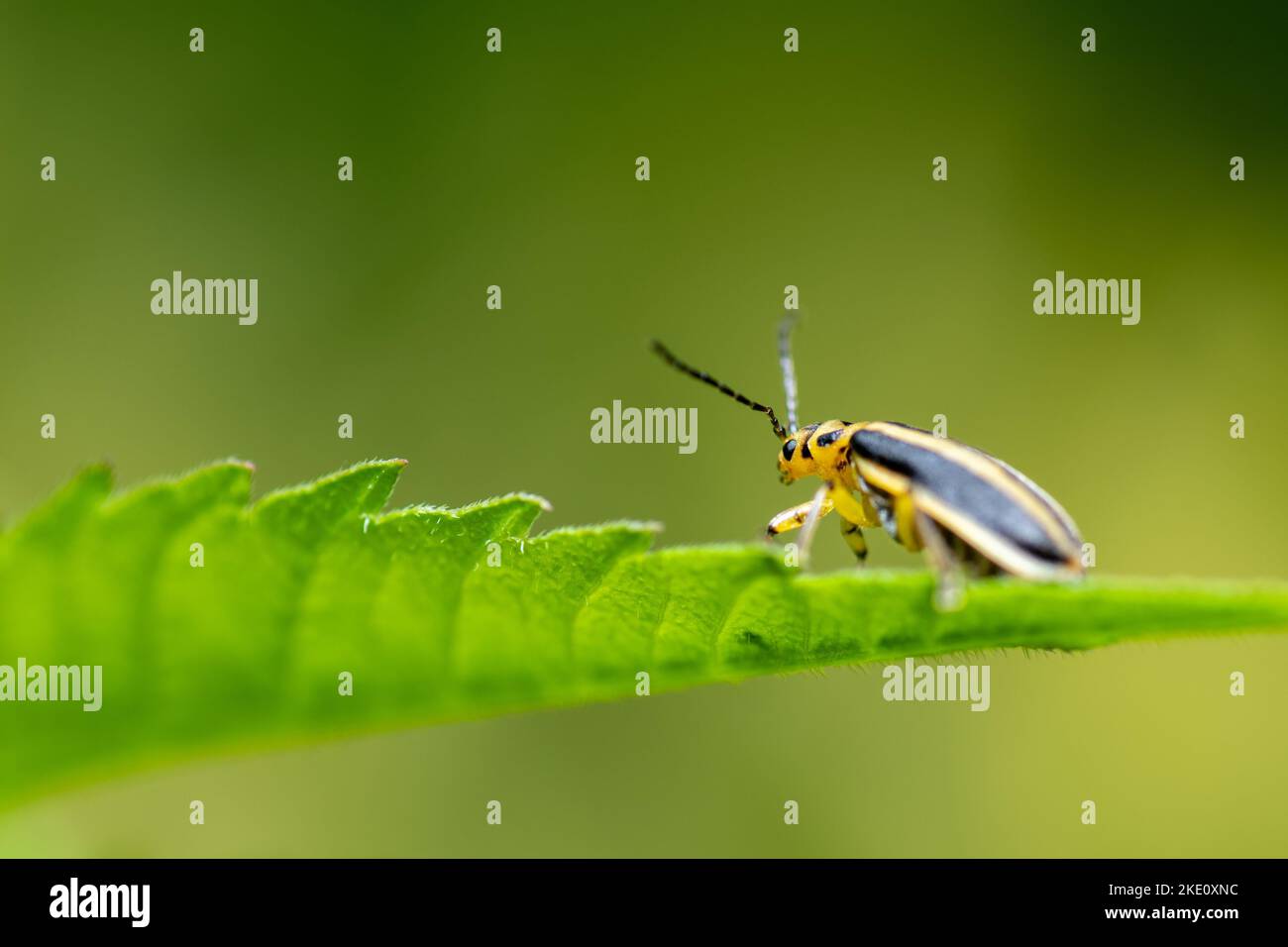 A closeup of acalymma vittatum insect on a green leaf Stock Photo - Alamy