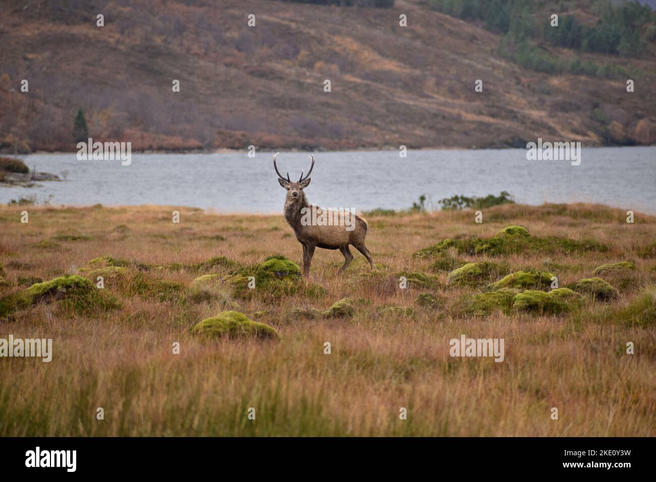 An aerial view of deer standing in greenery field surrounded by water ...