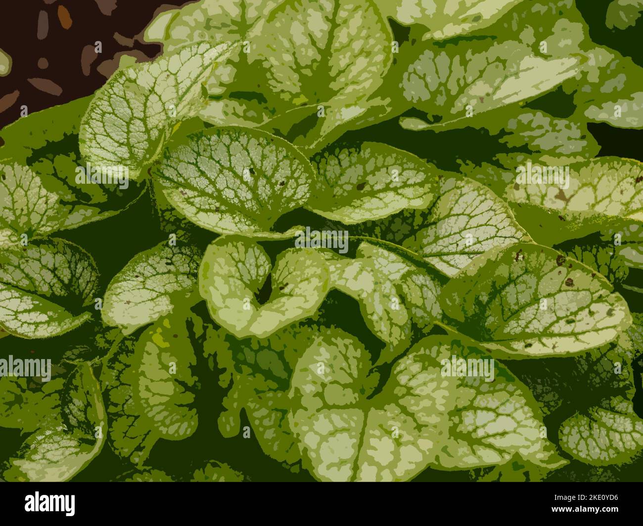Illustrative close up of the silvery green leaves of the deciduous ...