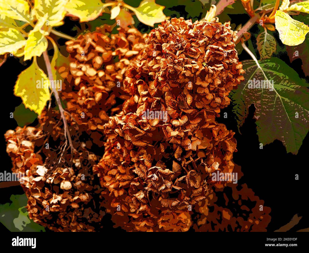 Illustrative close up of the dead brown flowers of the deciduous ...