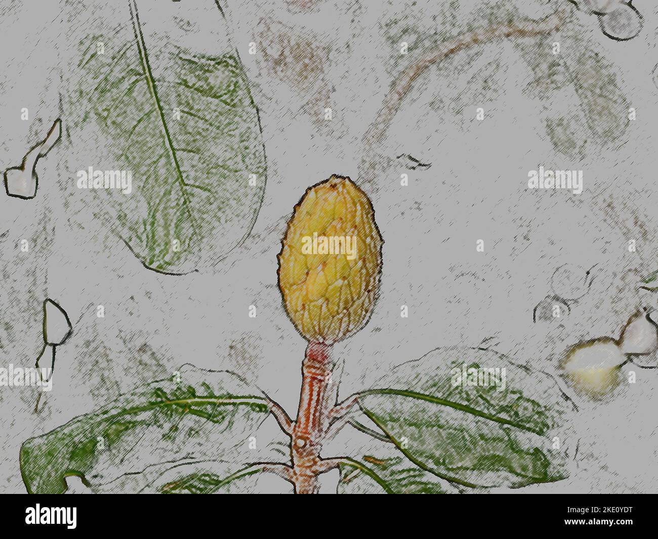 Illustrative close up of a yellow seed head of the evergreen garden ...