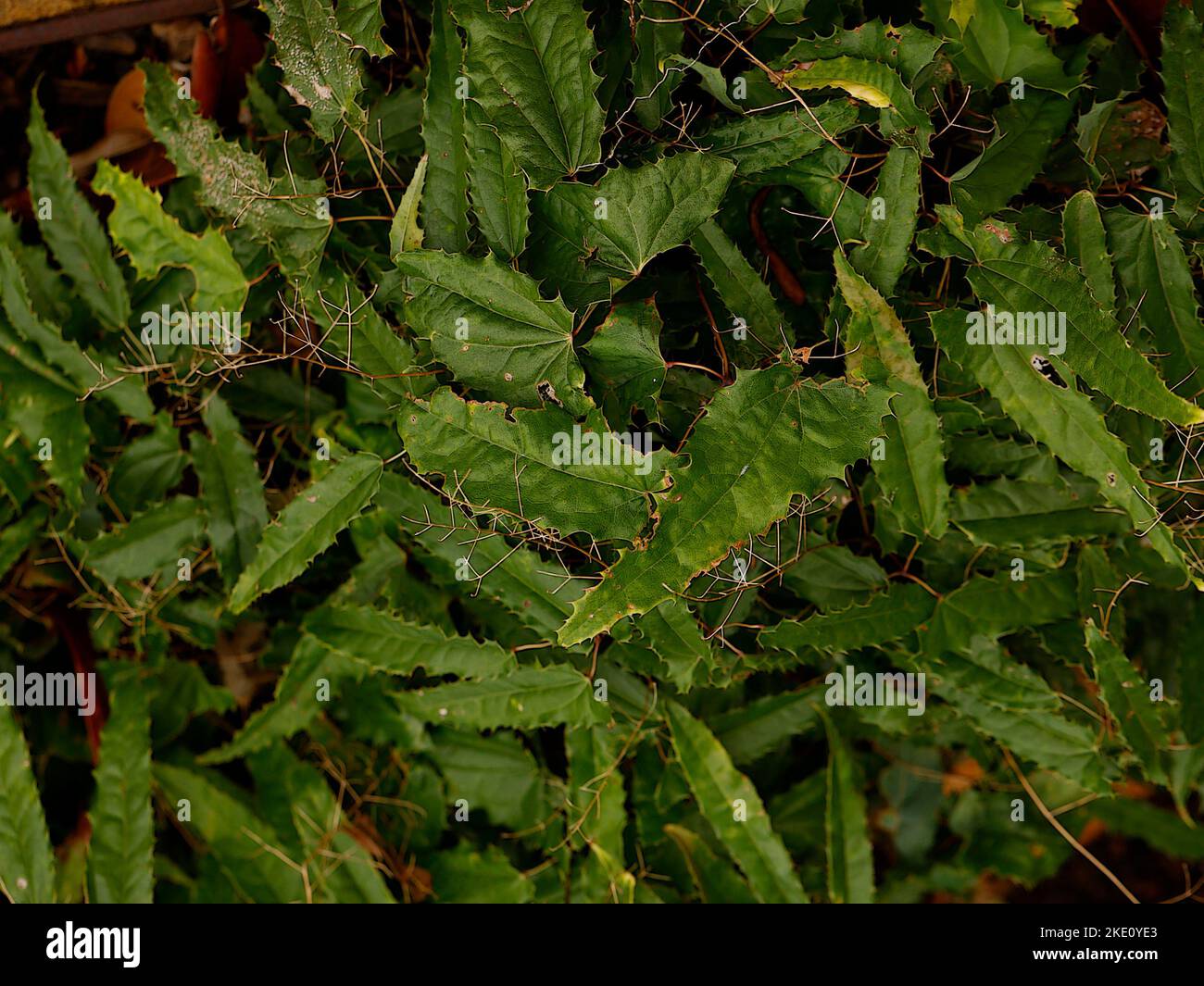 Lance shaped leaves toothed hi-res stock photography and images - Alamy