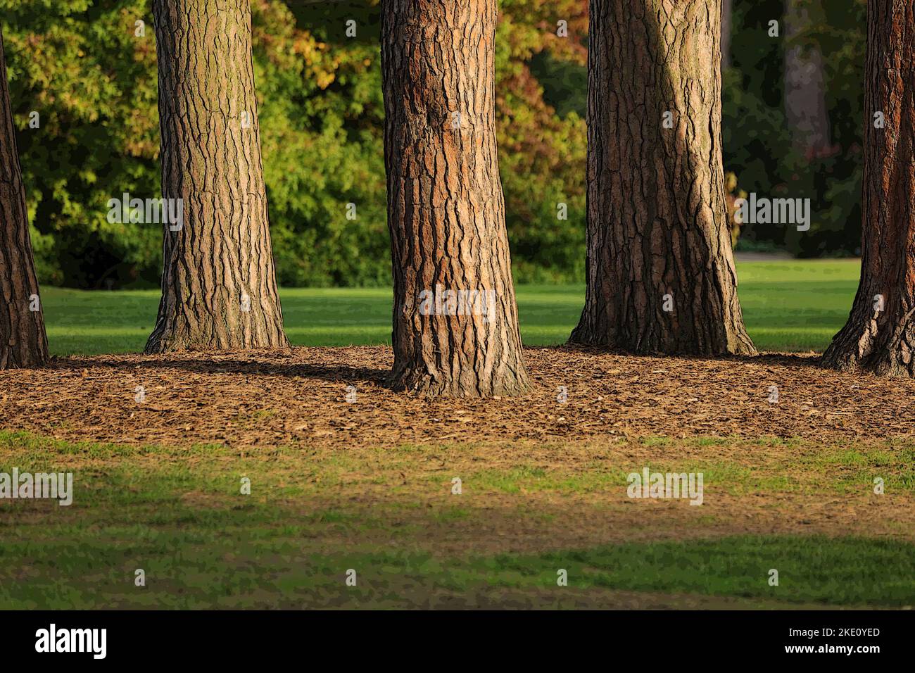 Illustrative view of a group of large size tree trunks seen in the ...