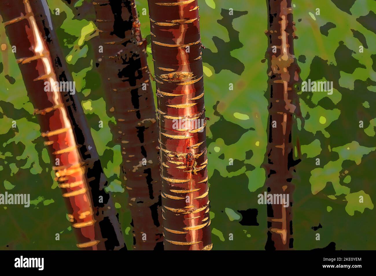 Decorative close up of the mahogany red bark of the deciduous small ...