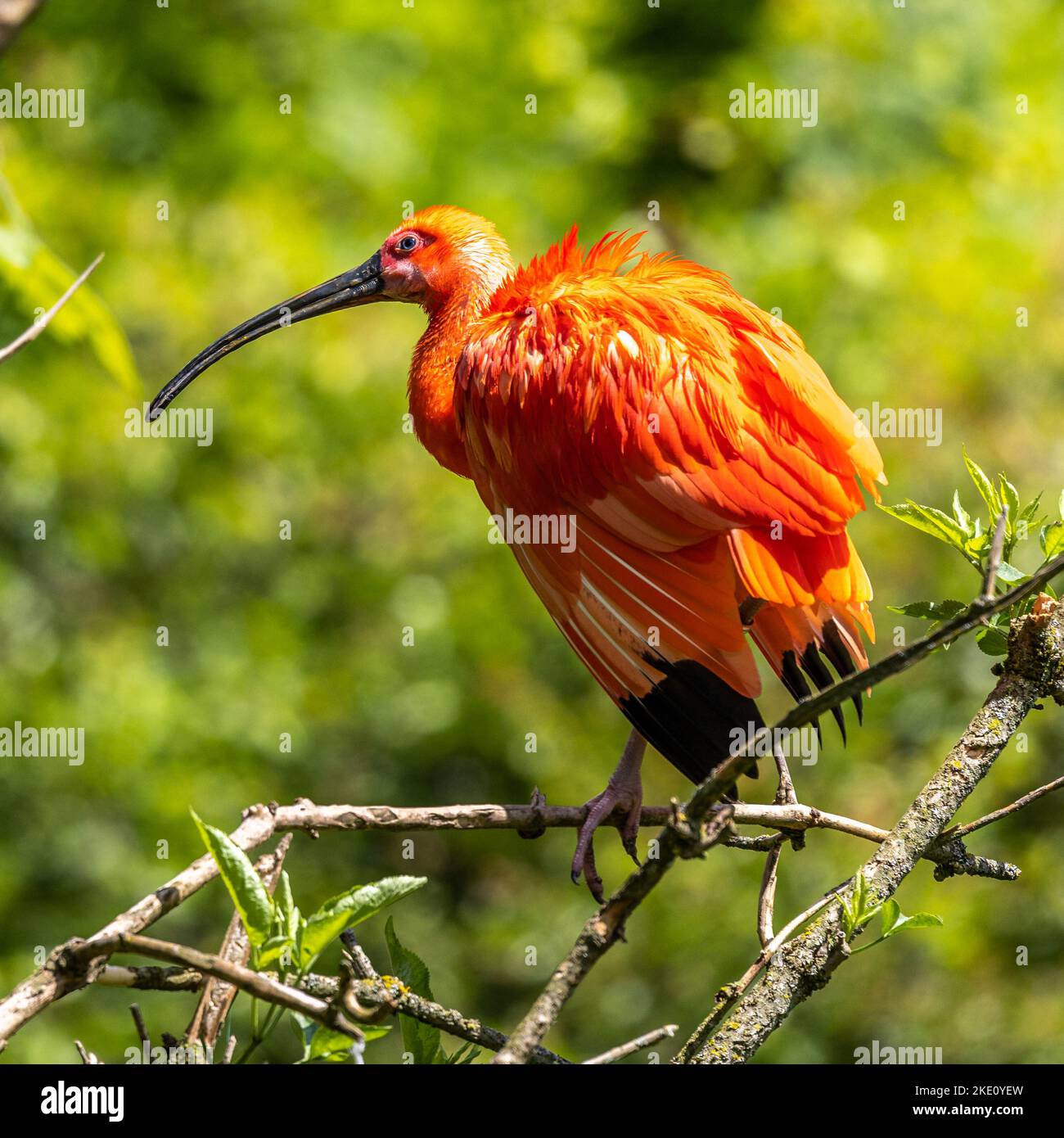 The Scarlet ibis, Eudocimus ruber is a species of ibis in the bird ...