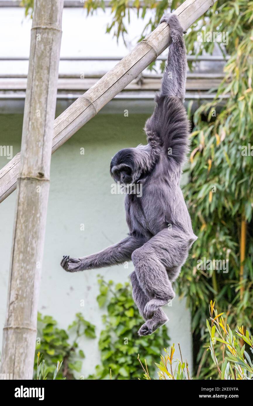 Silvery gibbon, Hylobates moloch. The silvery gibbon ranks among the ...