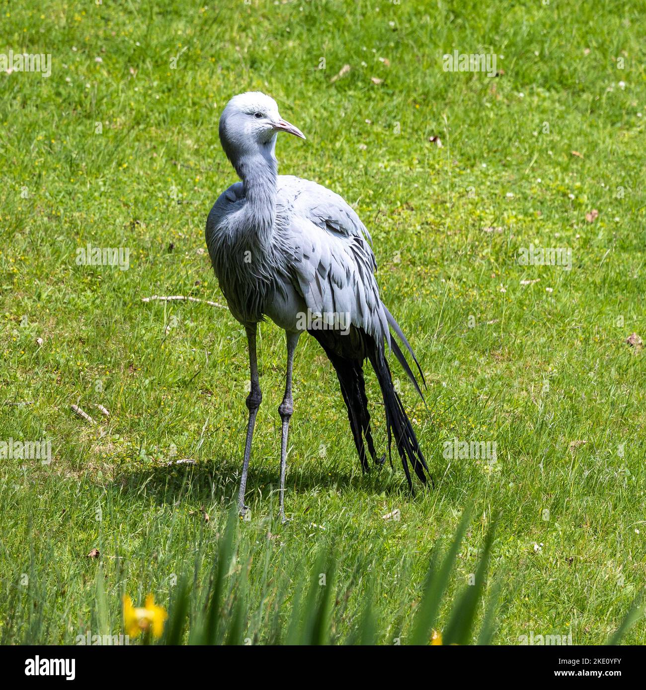 The Blue Crane, Grus paradisea, is an endangered bird specie endemic to ...