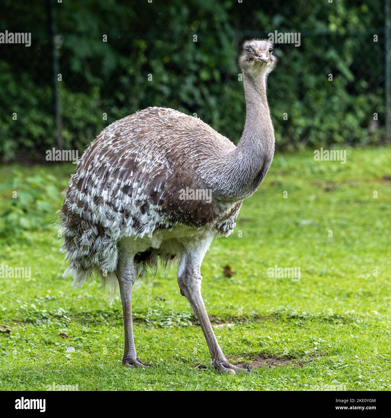 Darwin's rhea, Rhea pennata also known as the lesser rhea. It is a large flightless bird, but ...