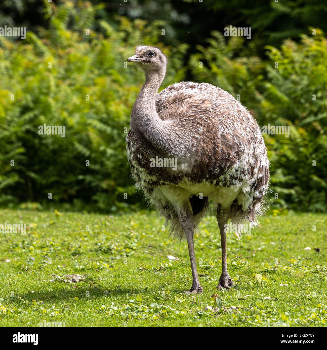 Darwin's rhea, Rhea pennata also known as the lesser rhea. It is a ...