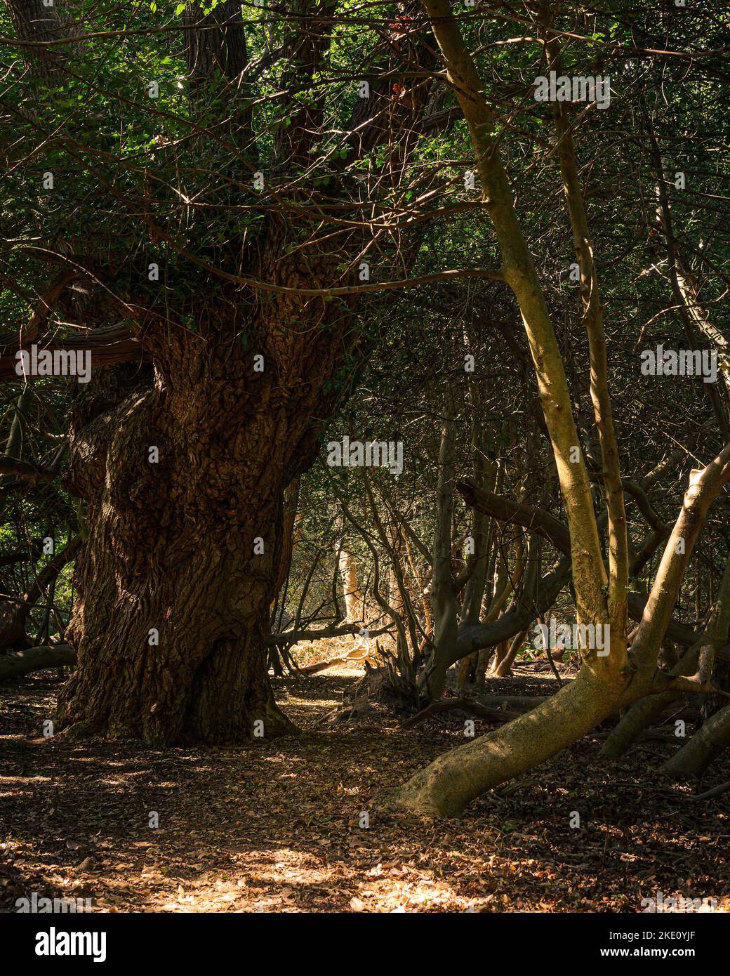 Old trees in Silverton thicks, Suffolk Stock Photo - Alamy