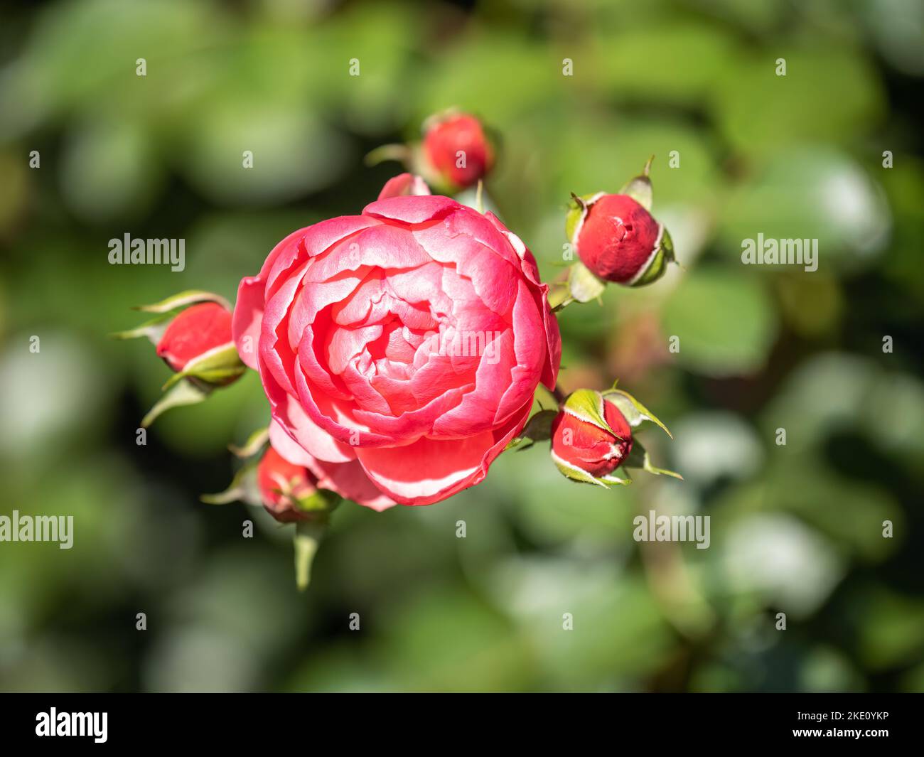 Close-up of a pink rose on green background. Rose flower on background ...