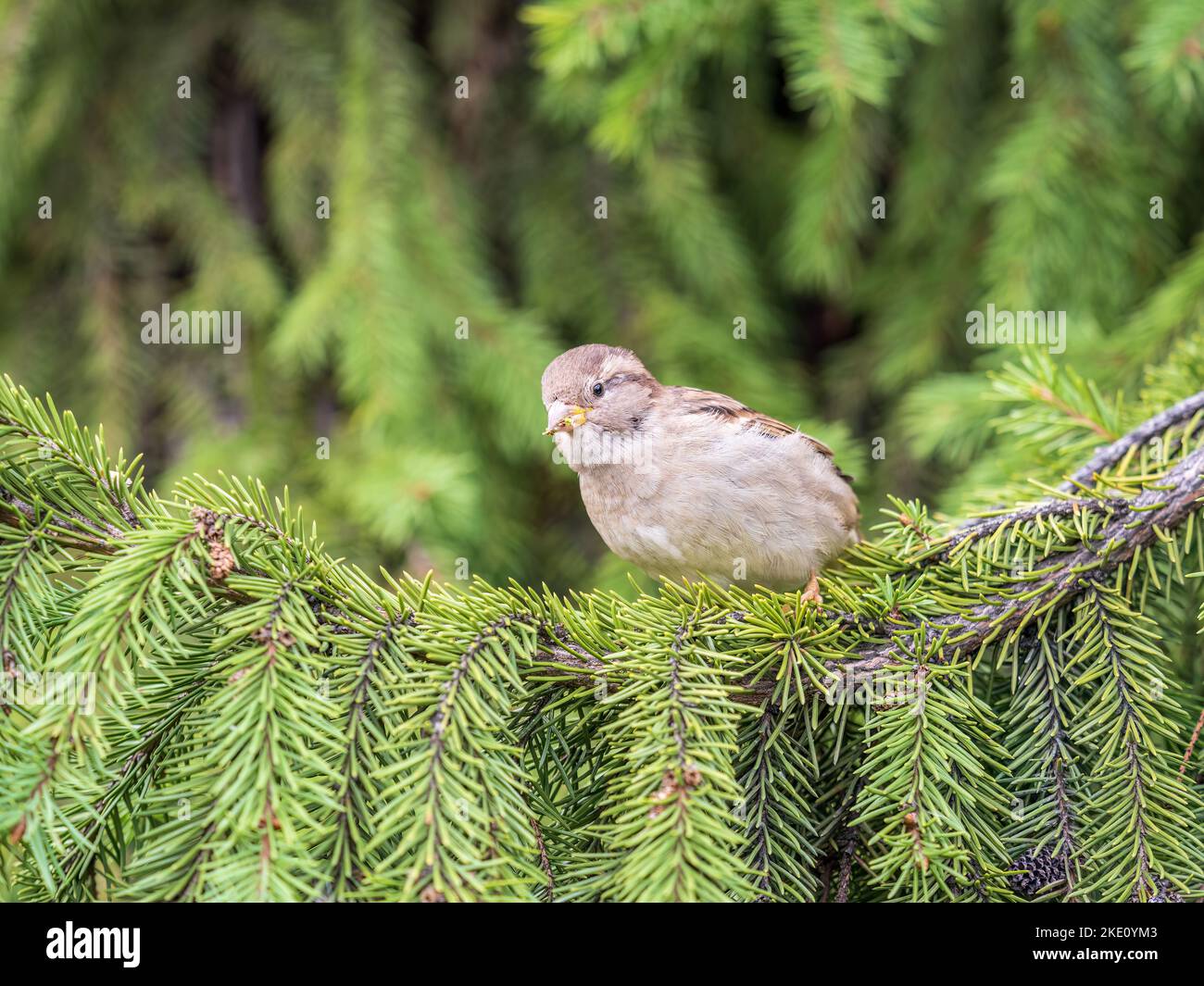 Sparrow sitting on a green branch in autumn in the sunset light ...