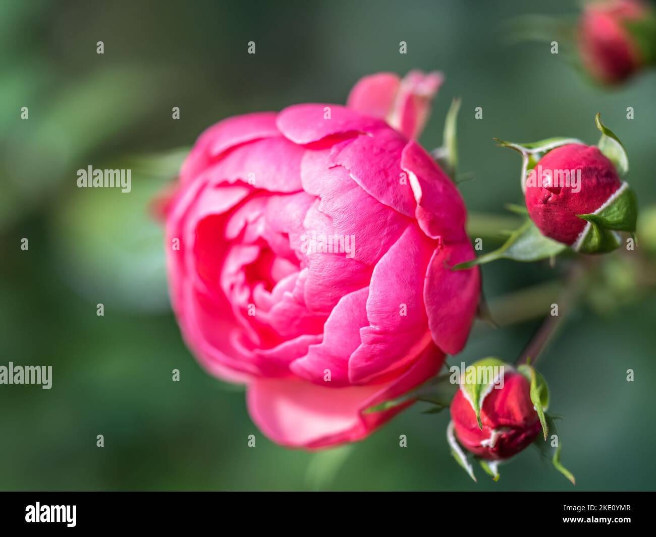 Close-up of a pink rose on green background. Rose flower on background ...