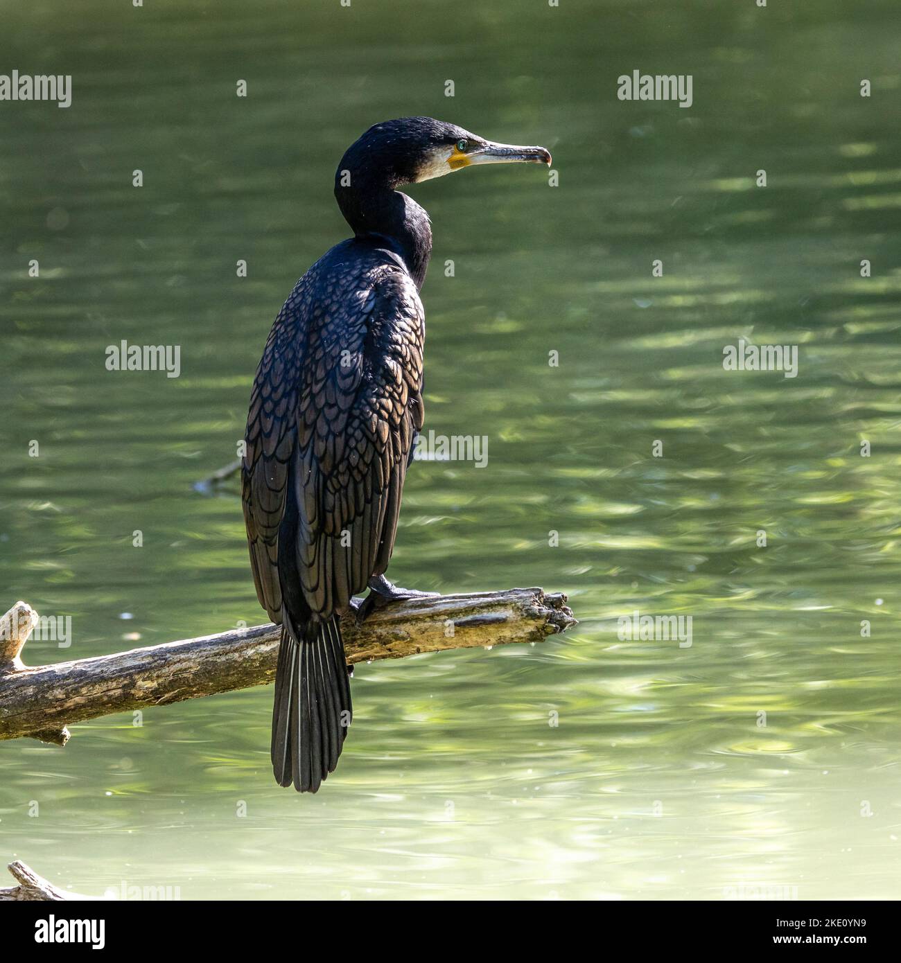 The great cormorant, Phalacrocorax carbo known as the great black ...
