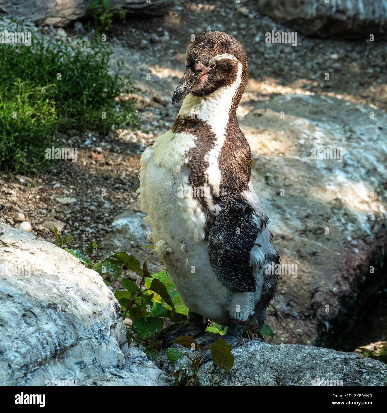 The Humboldt Penguin, Spheniscus humboldti also termed Peruvian penguin ...