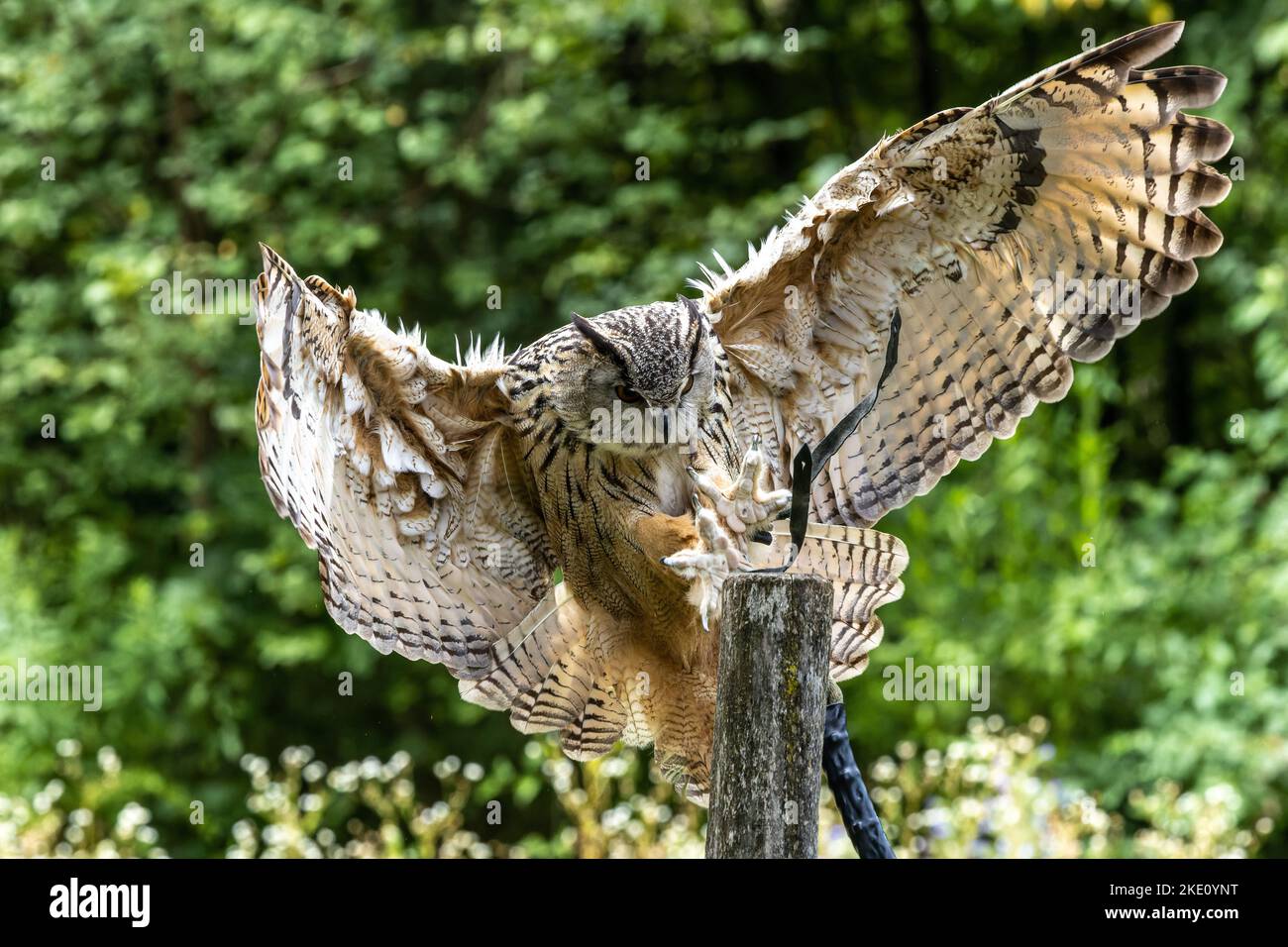 The Siberian eagle owl, bubo bubo sibiricus is the biggest owl in the ...