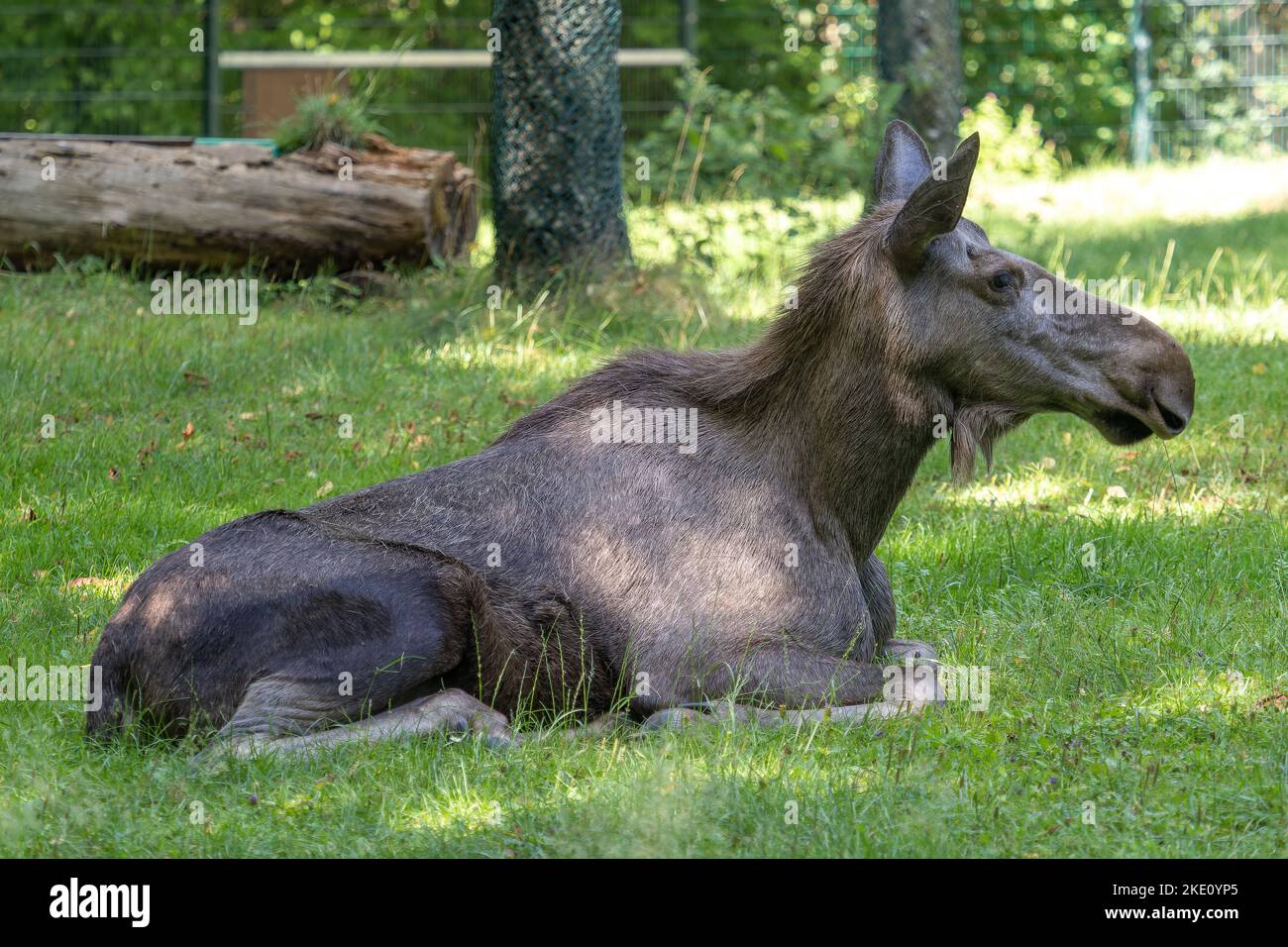 European Moose, Alces alces, also known as the elk. Wild life animal ...