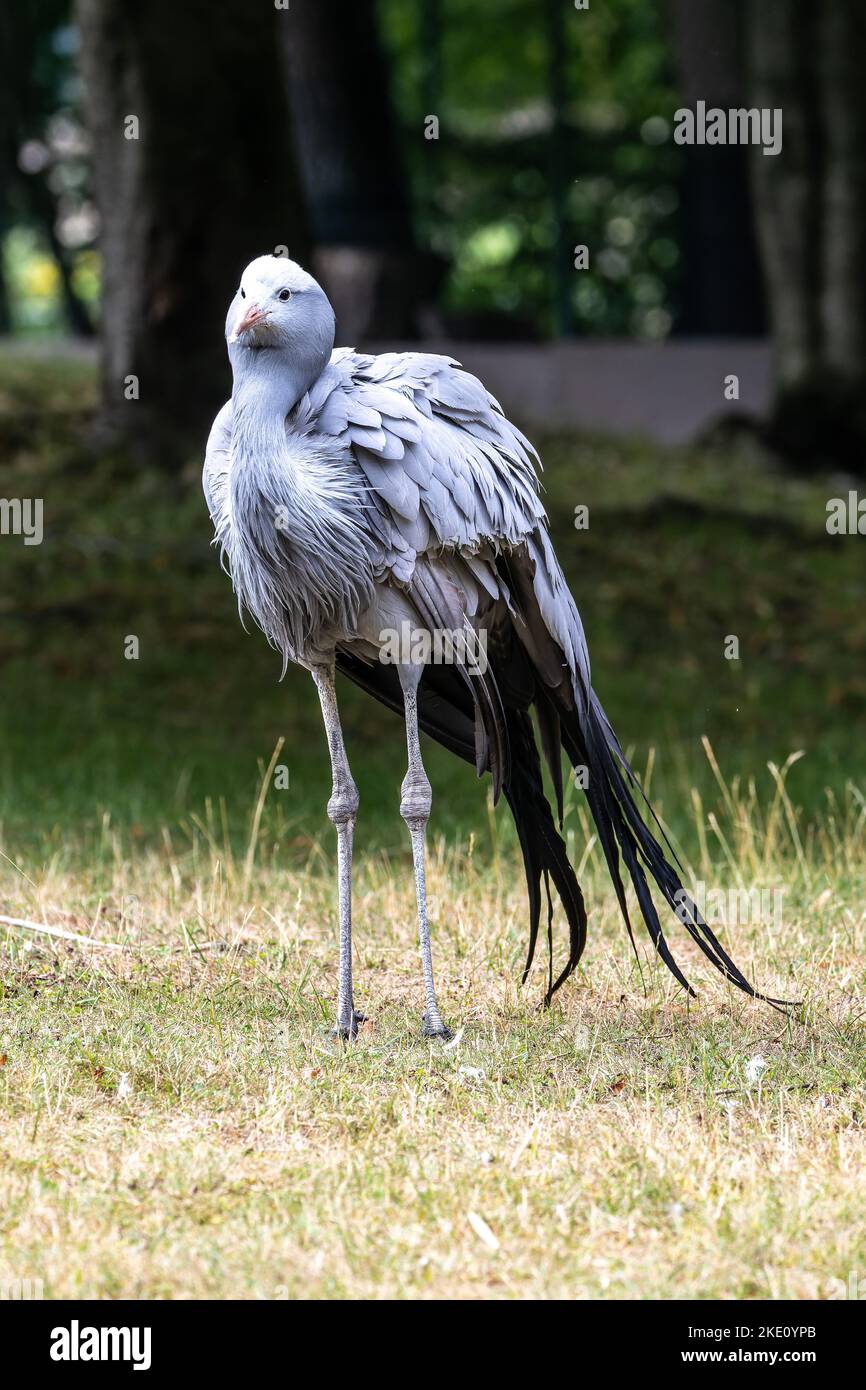 The Blue Crane, Grus paradisea, is an endangered bird specie endemic to ...