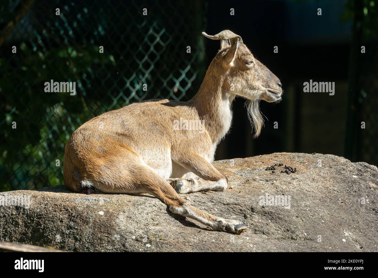 Beautiful markhor hi-res stock photography and images - Alamy