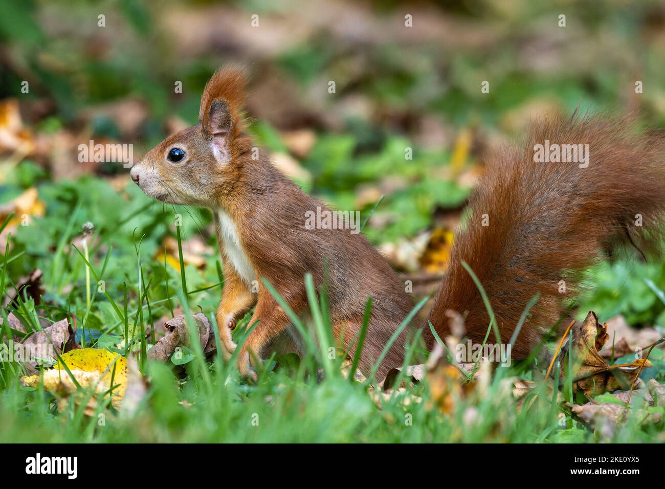 Eurasian red squirrel, Sciurus vulgaris at Old North Cemetery of Munich ...