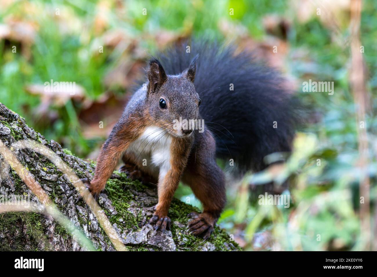 Grey squirrel, Sciurus at Old North Cemetery of Munich, Germany in ...