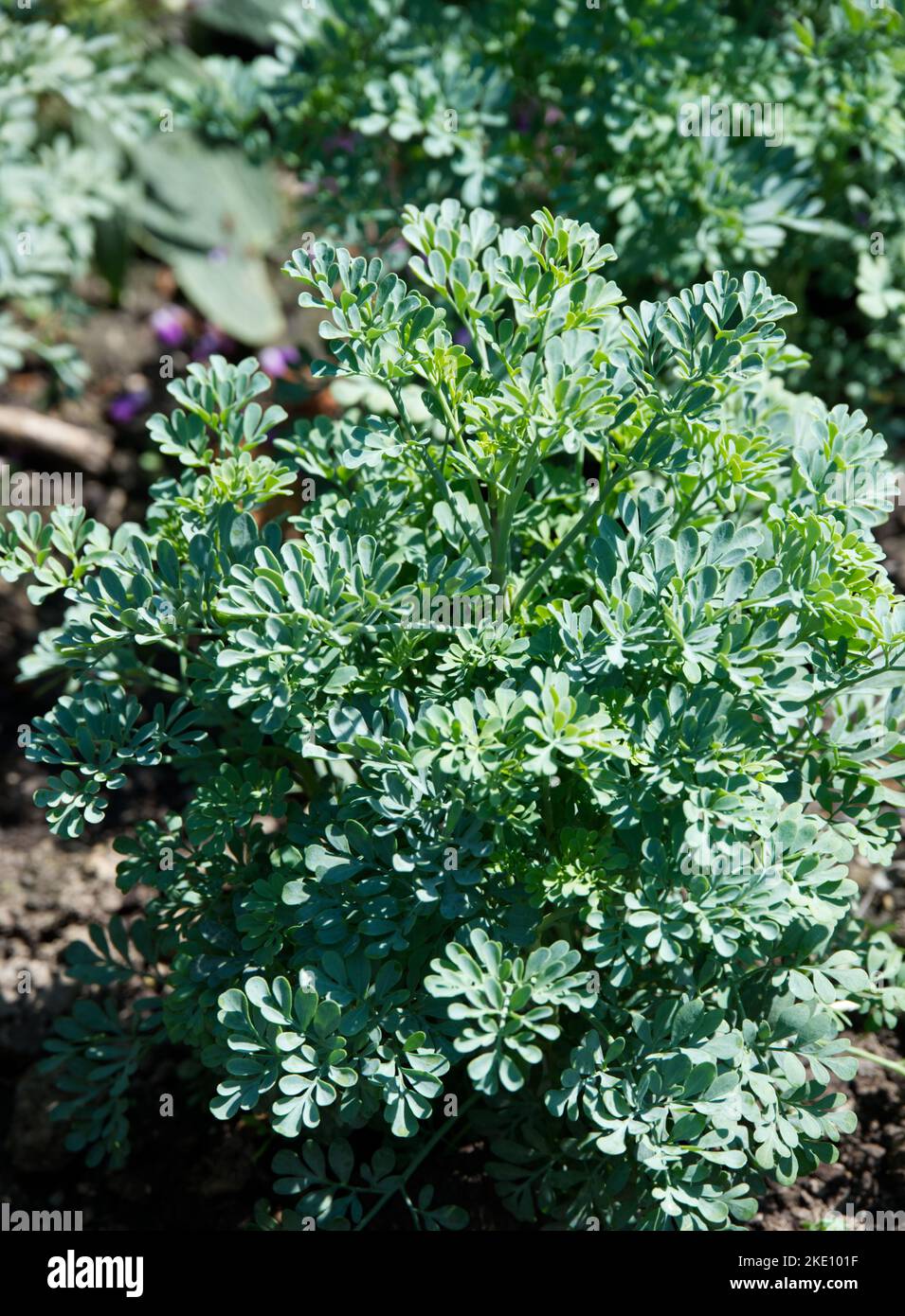 Blue rue ruta graveolens hi-res stock photography and images - Alamy